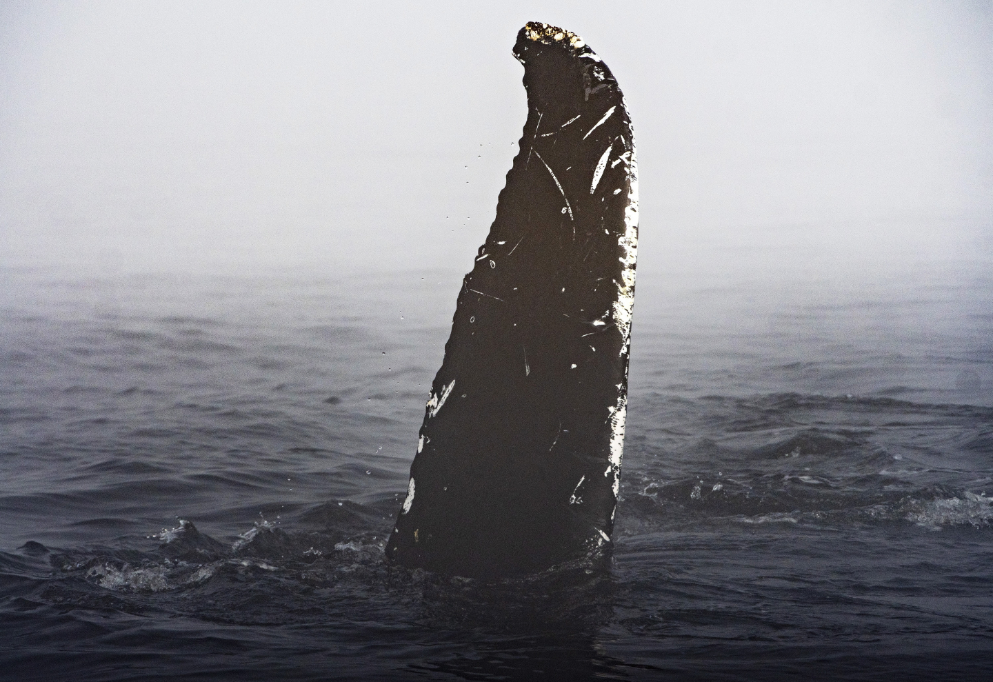 Why Whales Don't Drown When They Gulp Down Food Underwater ...