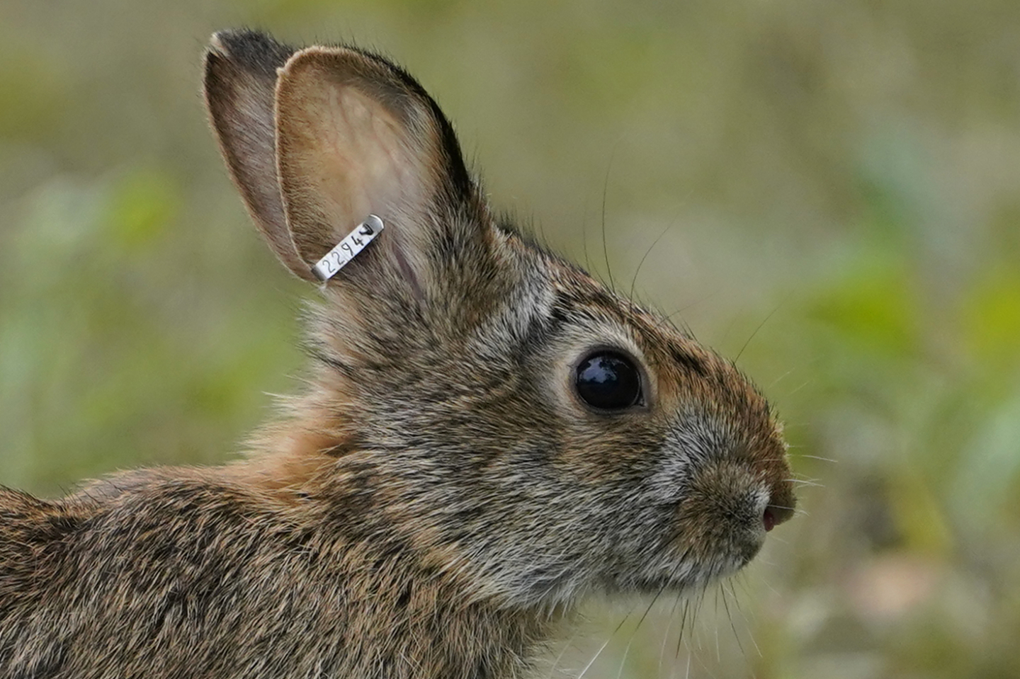 Rabbits Across the U.S. Are Dealing With a Deadly Viral Disease ...