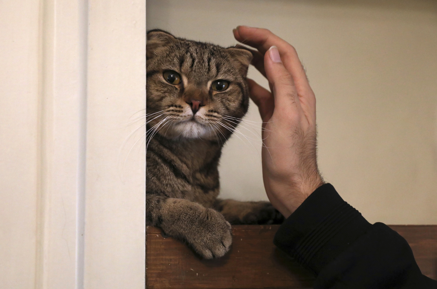 Cat Brains Are Shrinking, and It's All Humans' Fault | RealClearScience