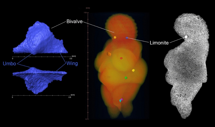A 30,000-Year-Old Venus Figurine Gives Up Its Secrets | RealClearScience