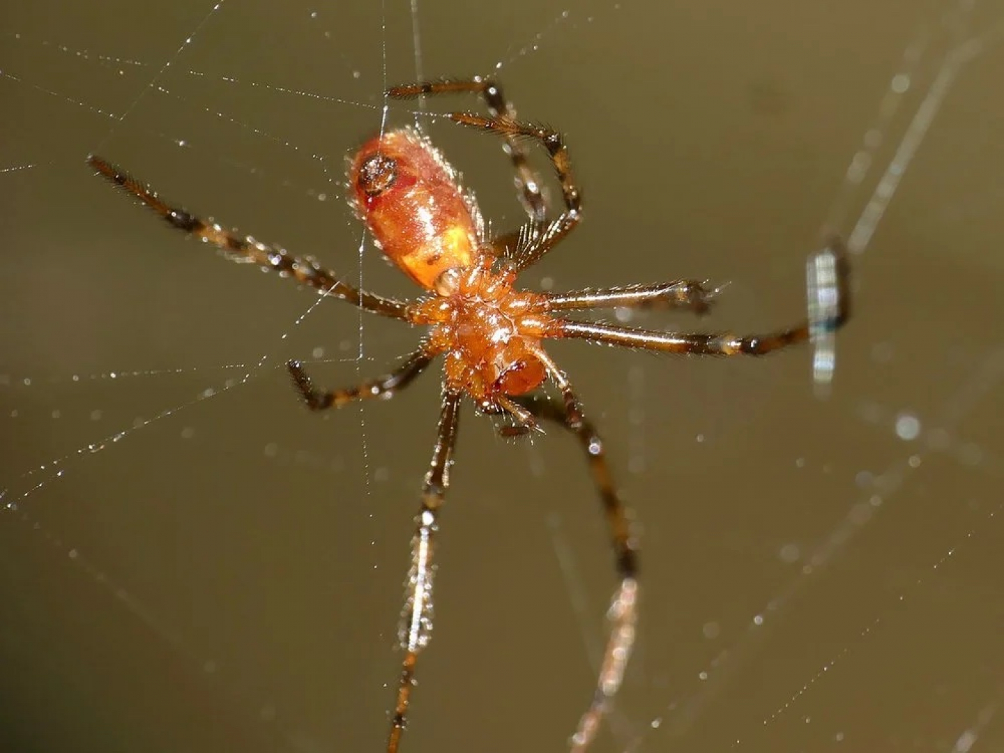 These Spiders Hunt in Packs | RealClearScience