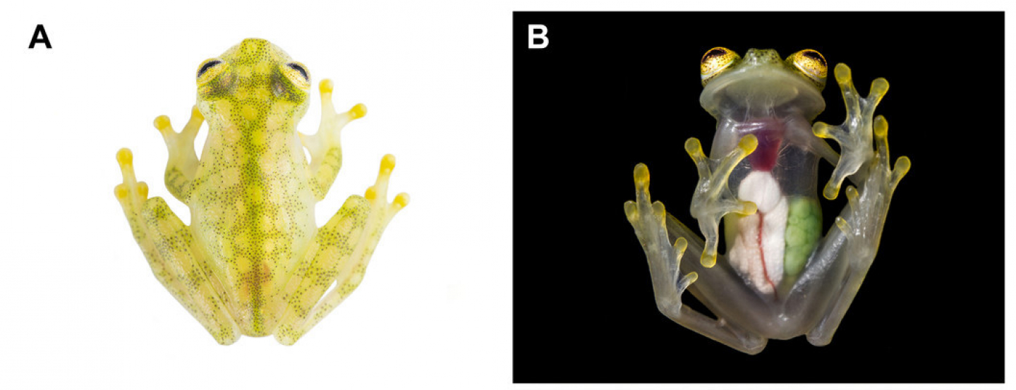 Scientists Discover Two New Translucent Glass Frogs in the Andes ...