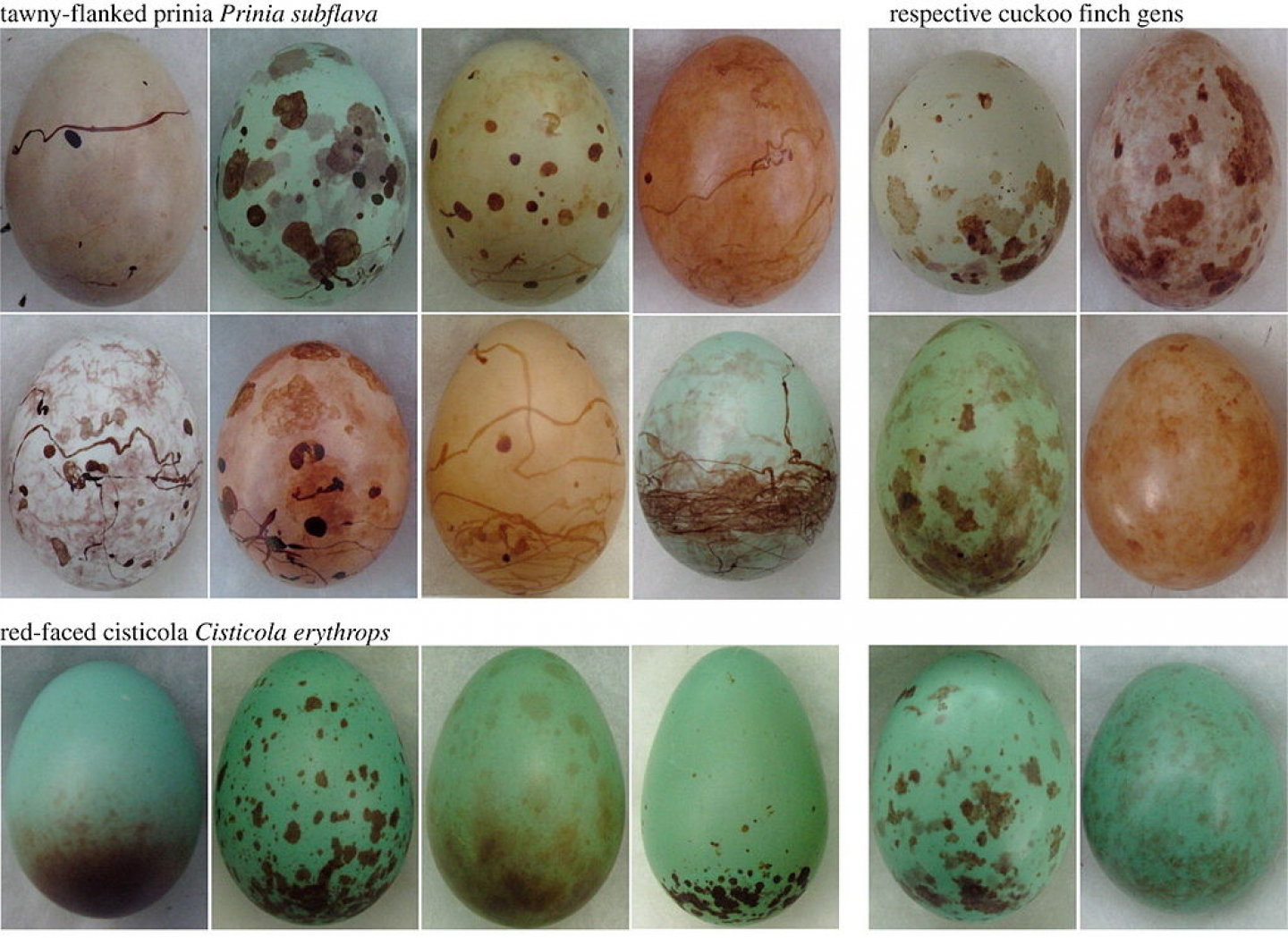 Evolutionary Mystery of Egg Mimicry Cracked | RealClearScience