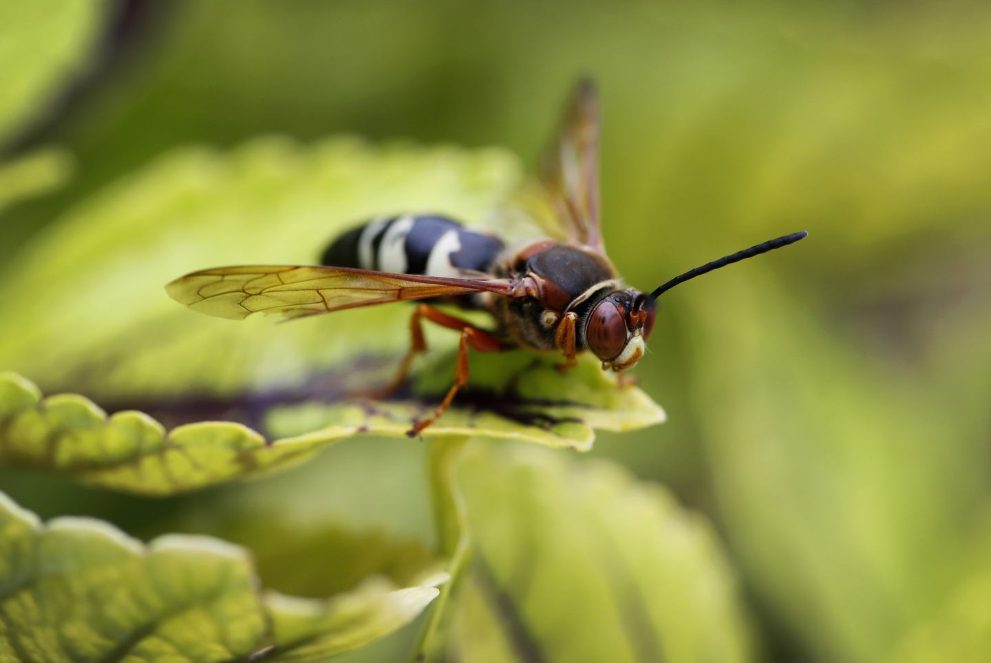 Why We Should All Love Wasps | RealClearScience