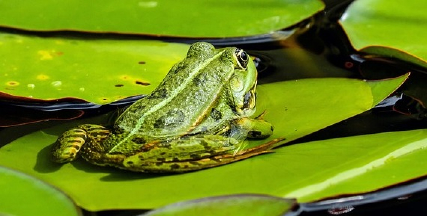 Mass Frog Burial Baffles Experts | RealClearScience