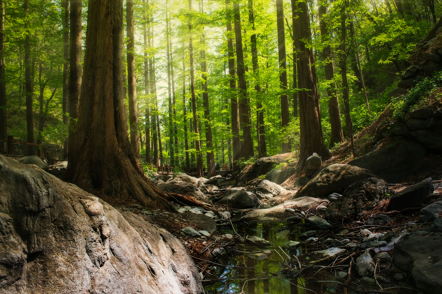 When Did Earth's First Forests Emerge? | RealClearScience