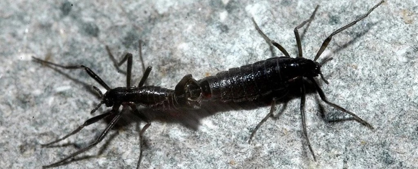 The Unique Survival Method of Antarctica's Only Insect | RealClearScience