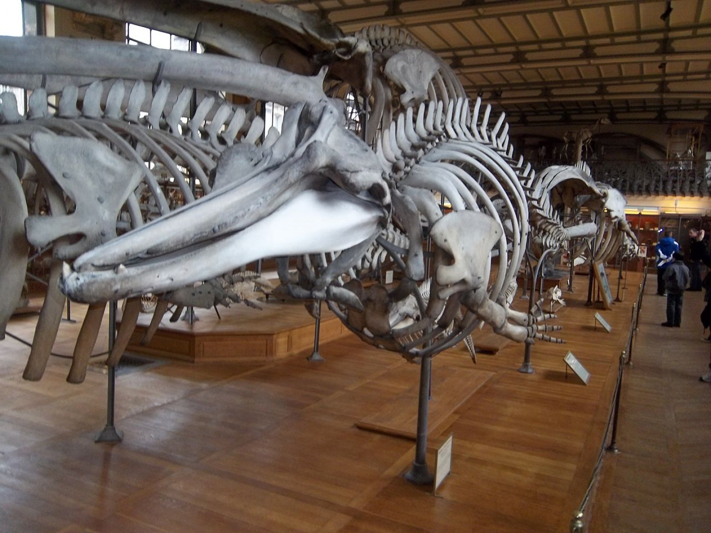 Scientists See Elusive Whale for the First Time | RealClearScience