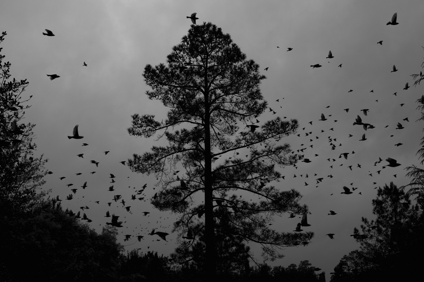 Hidden Chaos Found to Lurk in Ecosystems | RealClearScience