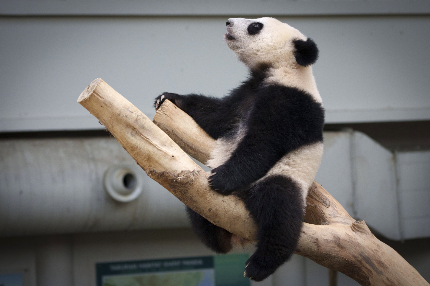 Europe's Last Pandas Were Giant Weaklings | RealClearScience