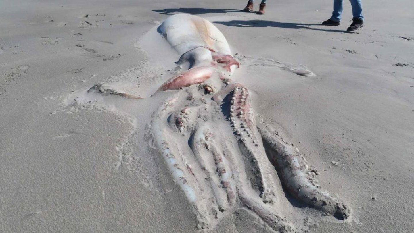 Giant Squid Corpse With Half-Eaten Tentacles Washes Up | RealClearScience