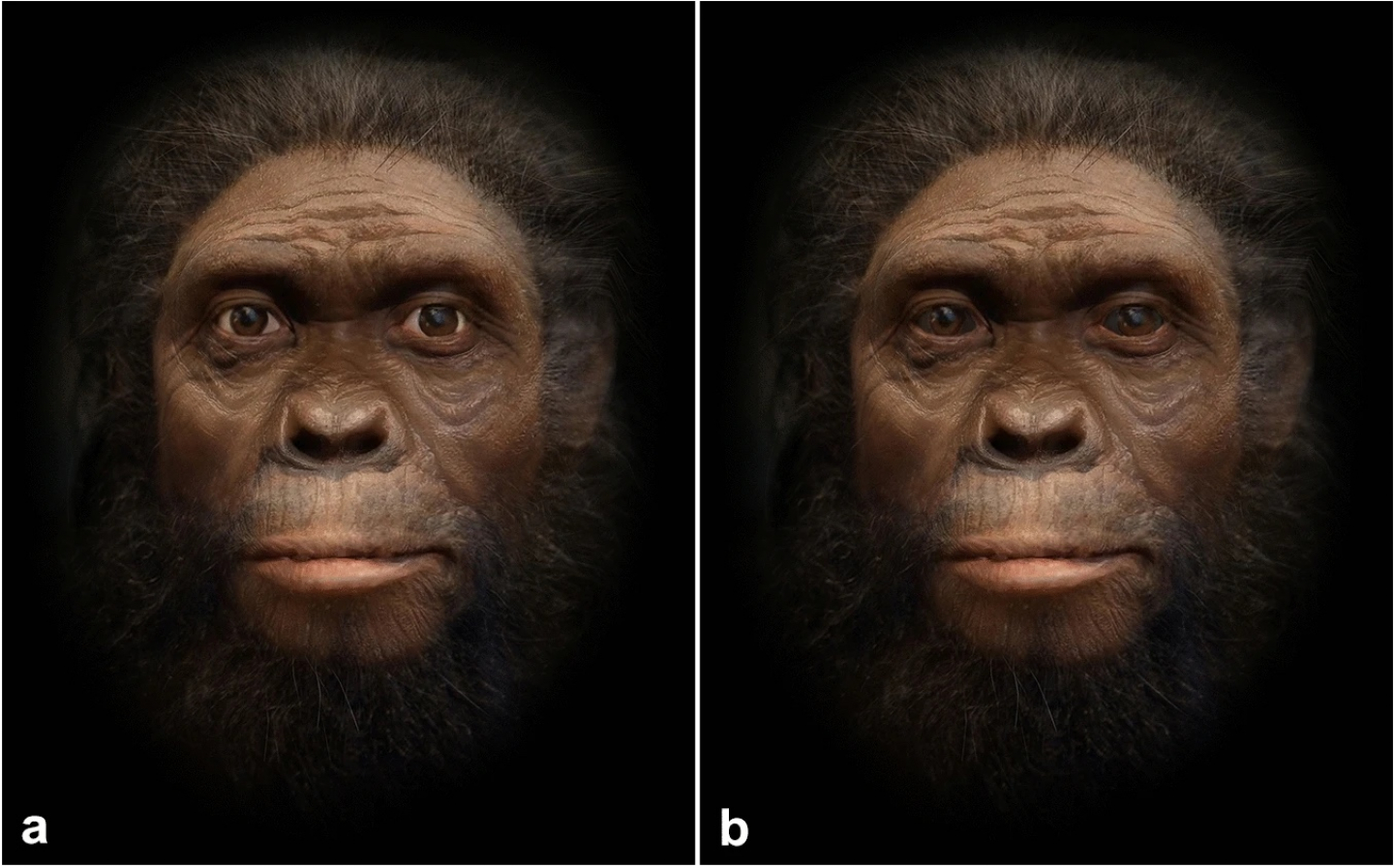 When Did Human Ancestors Start Eating Meat Regularly? | RealClearScience