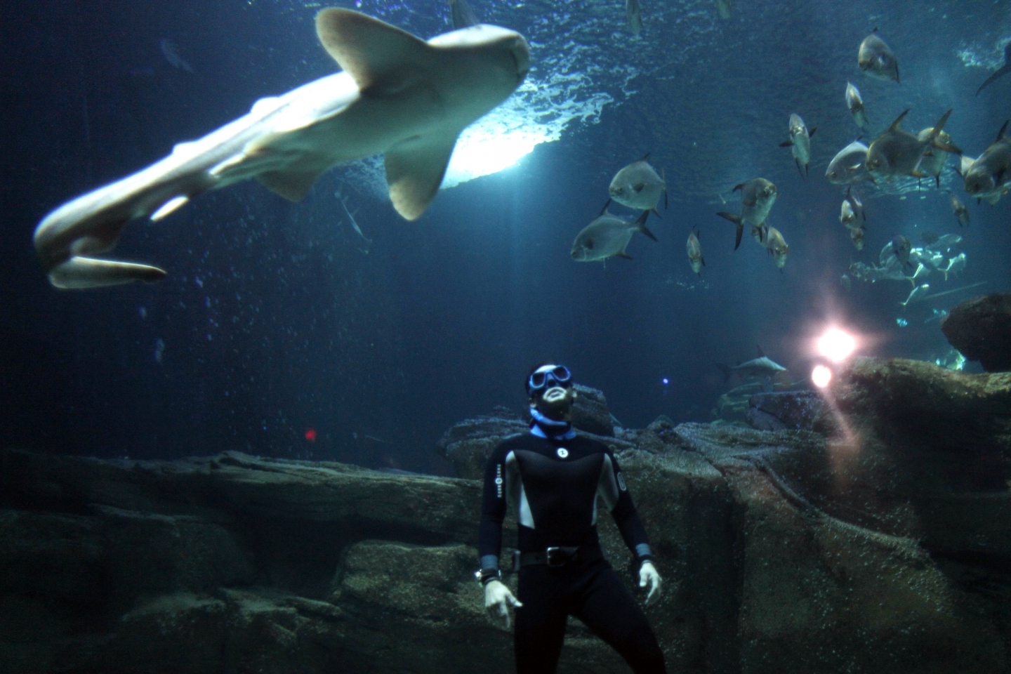 'Virgin Birth' in Aquarium Sharks, Even When Mates Are Nearby ...