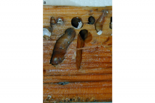 Wood-Eating Clams Use Poop to Dominate Their Habitat | RealClearScience