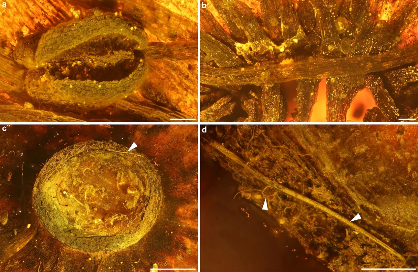 Largest Flower Preserved in Amber From Over 33 Million Years Ago ...