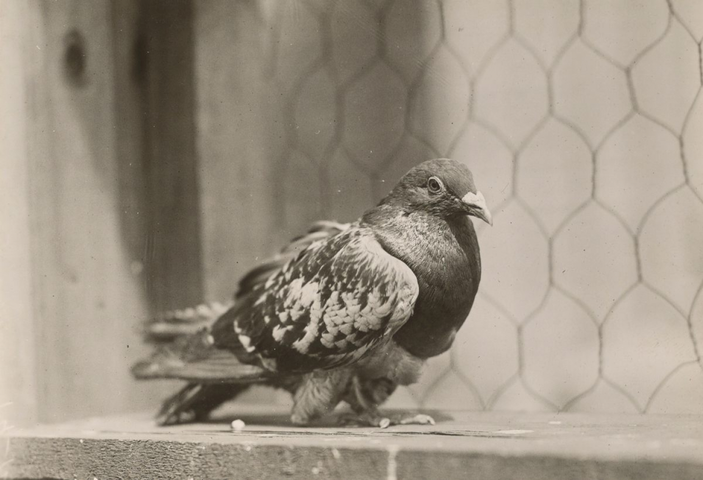When the CIA Spied on American Citizens With Pigeons | RealClearHistory
