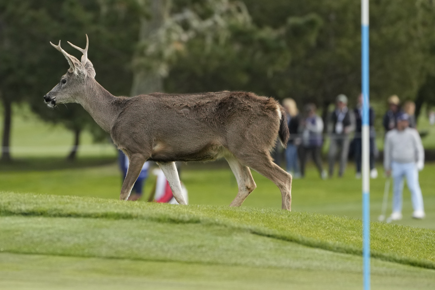 There Are Too Many Deer. Is It Time for a Reckoning? | RealClearScience