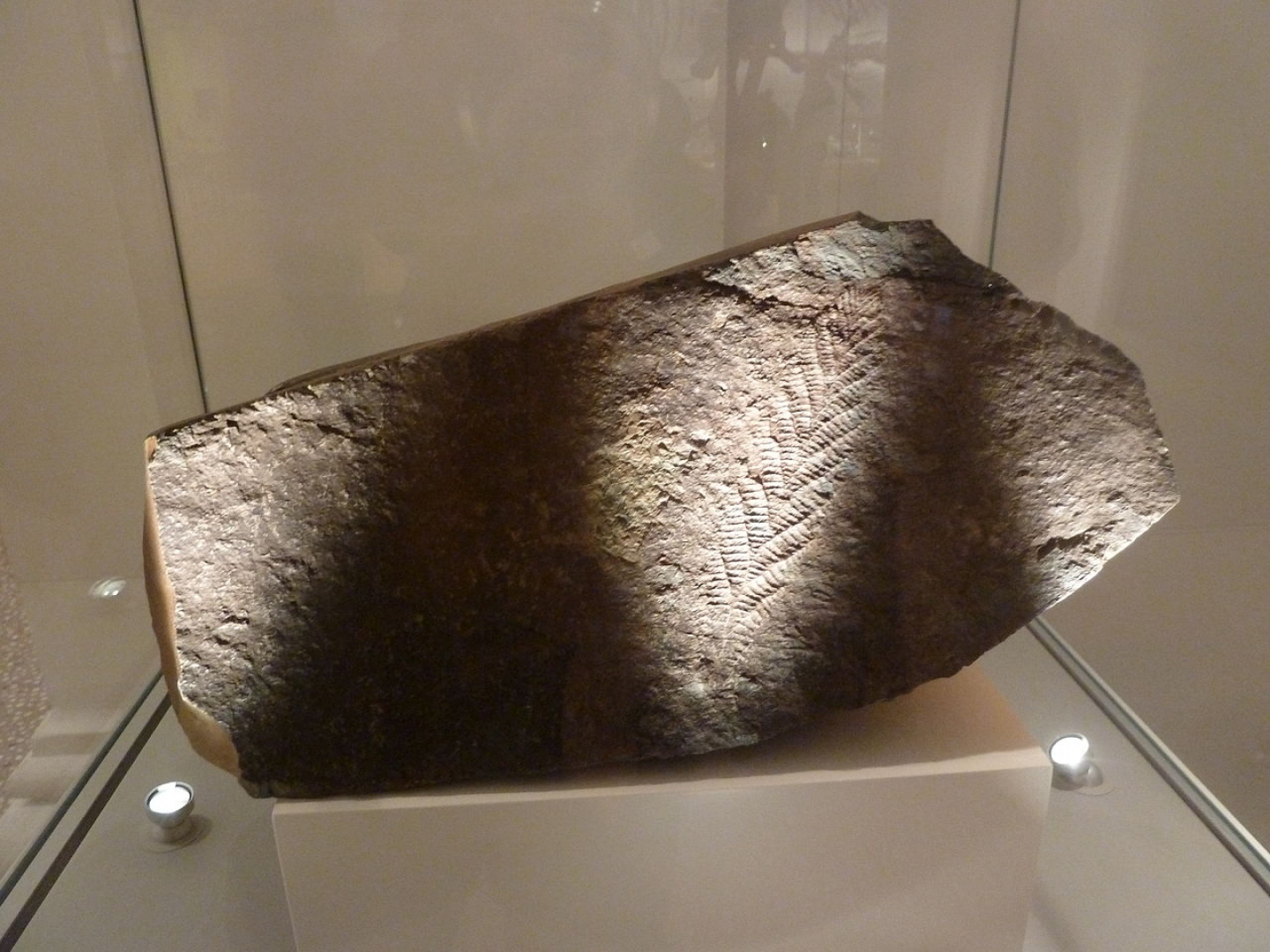 These Fossils Were Supposed to Be Impossible | RealClearScience