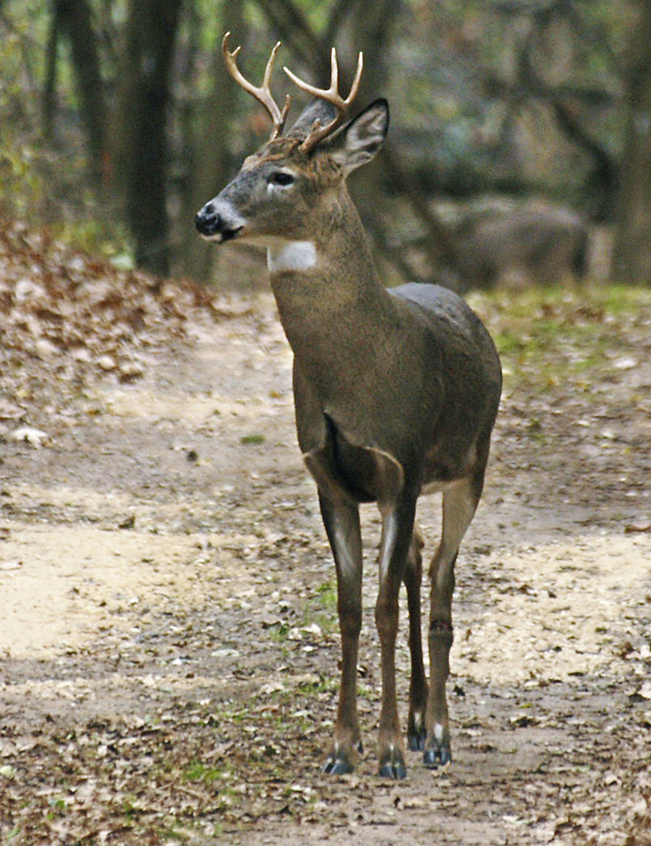 The Potential for Chronic Wasting Disease to Jump Species ...