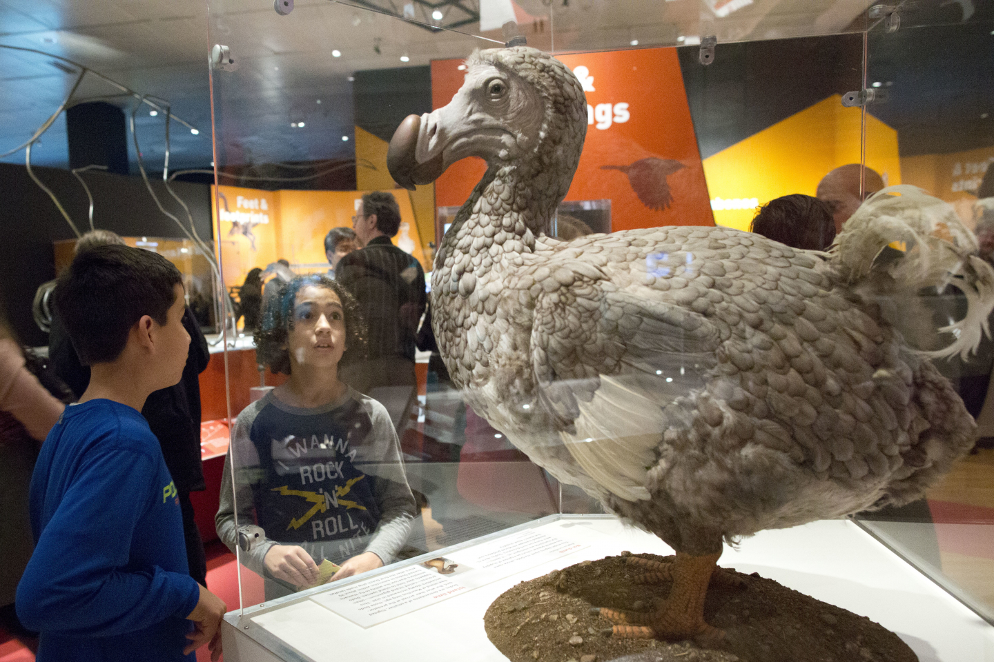 What It Would Take to Bring Back the Dodo | RealClearScience