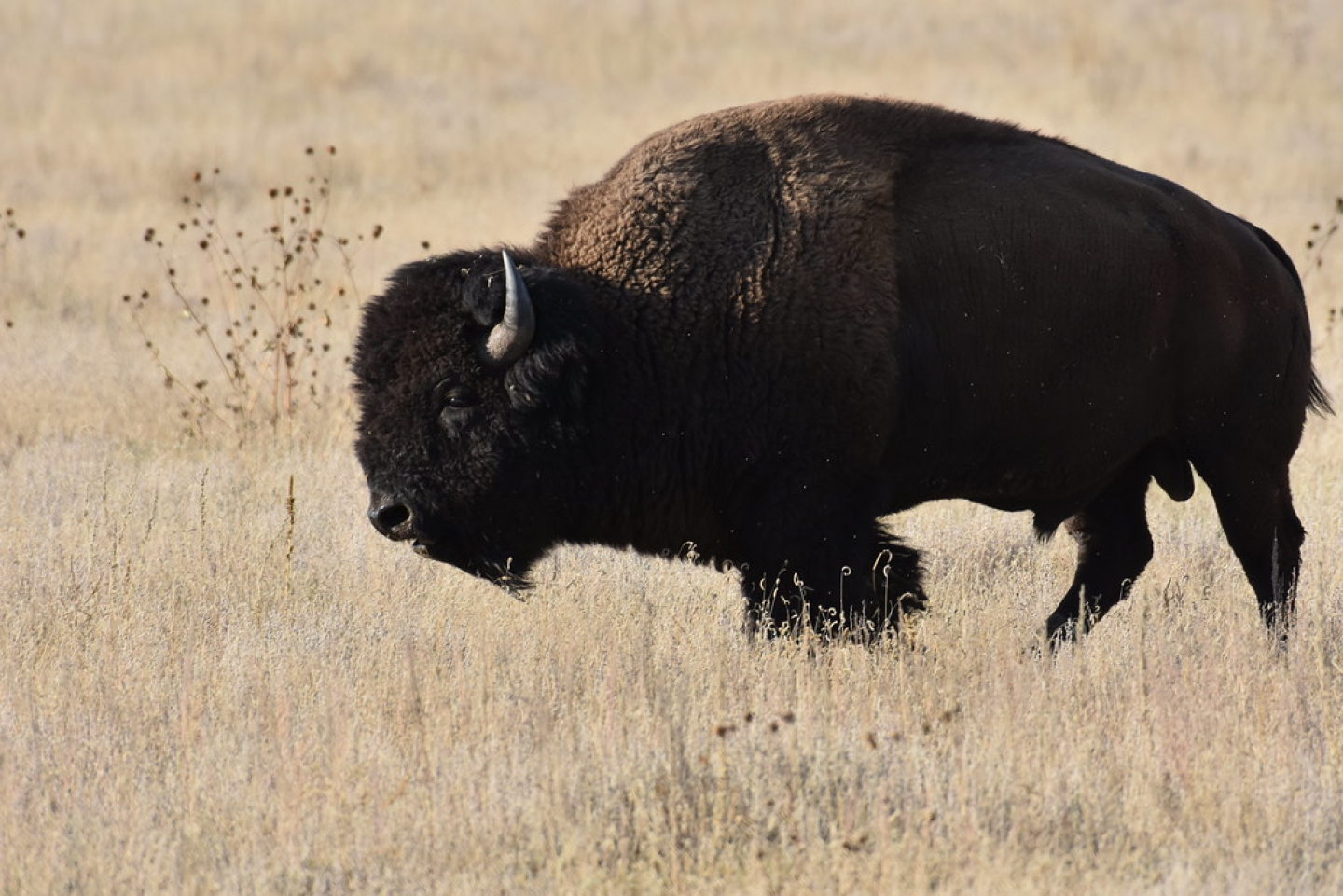 The Return of the Bison | RealClearBooks