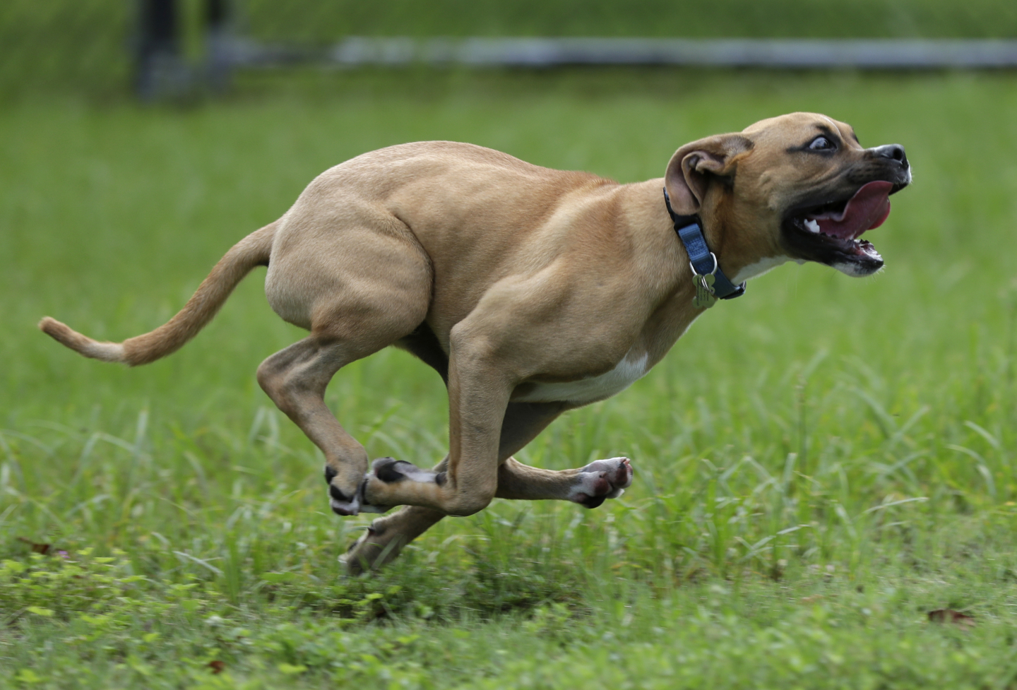 Your Dog Can Also Get Sunburned | RealClearScience