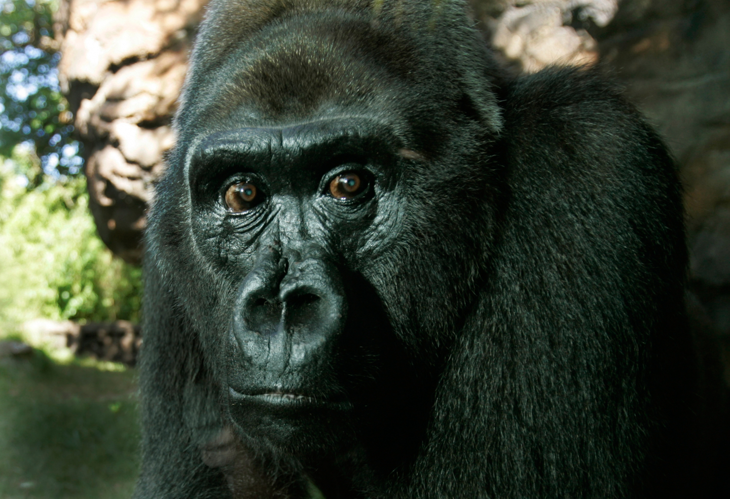 Great Apes Deliberately Spin to Make Themselves Dizzy | RealClearScience