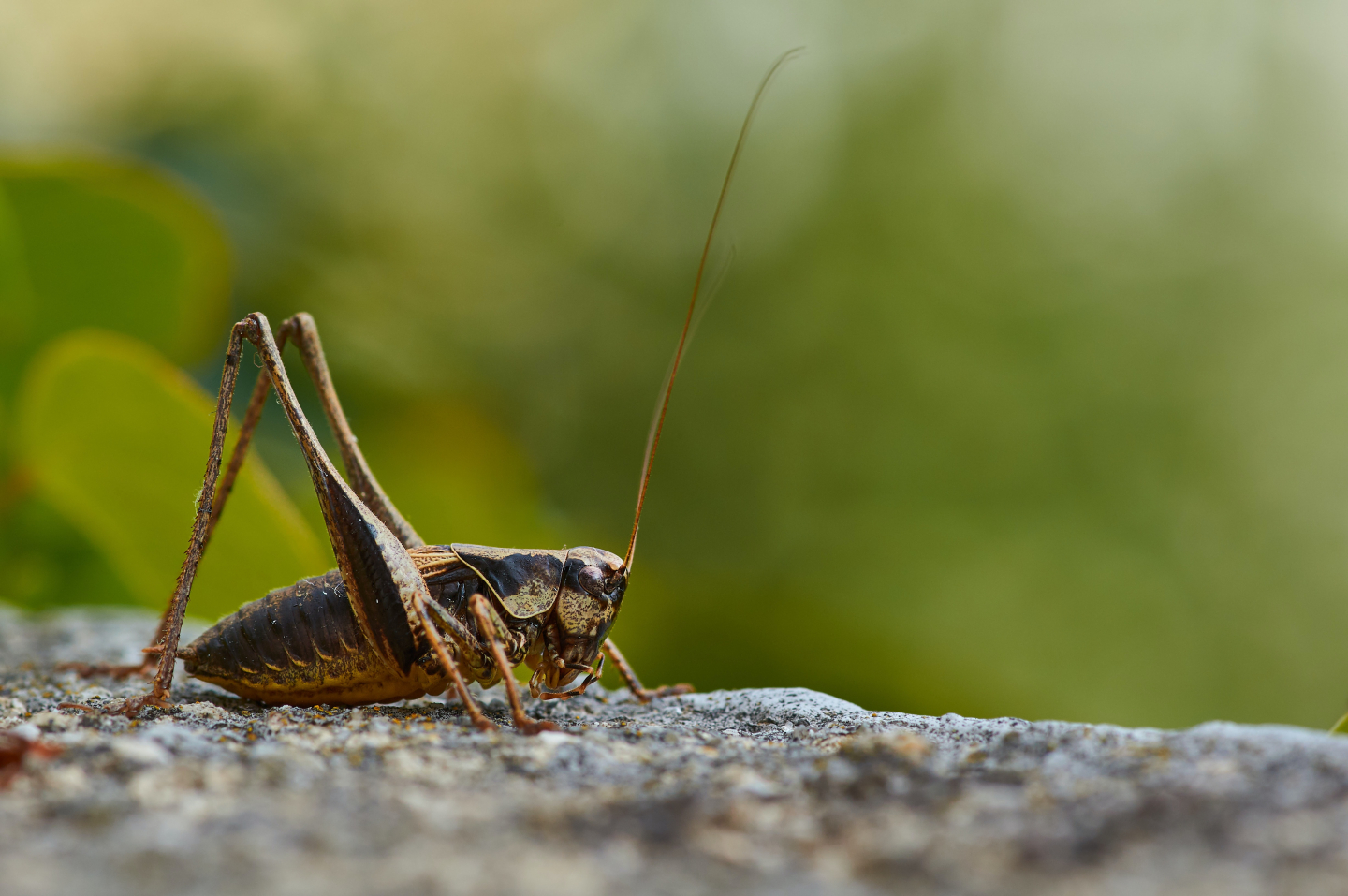 Insect Farming Is Booming. But Is It Cruel? | RealClearScience