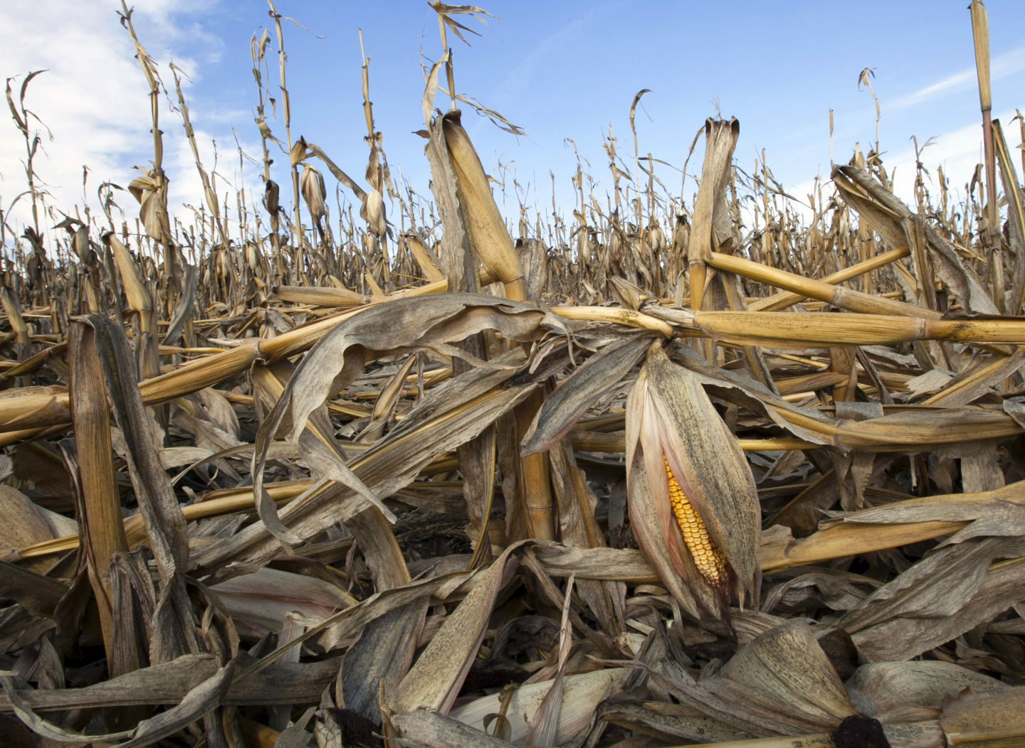 Discovery Could Lead to More Resilient Crops | RealClearScience