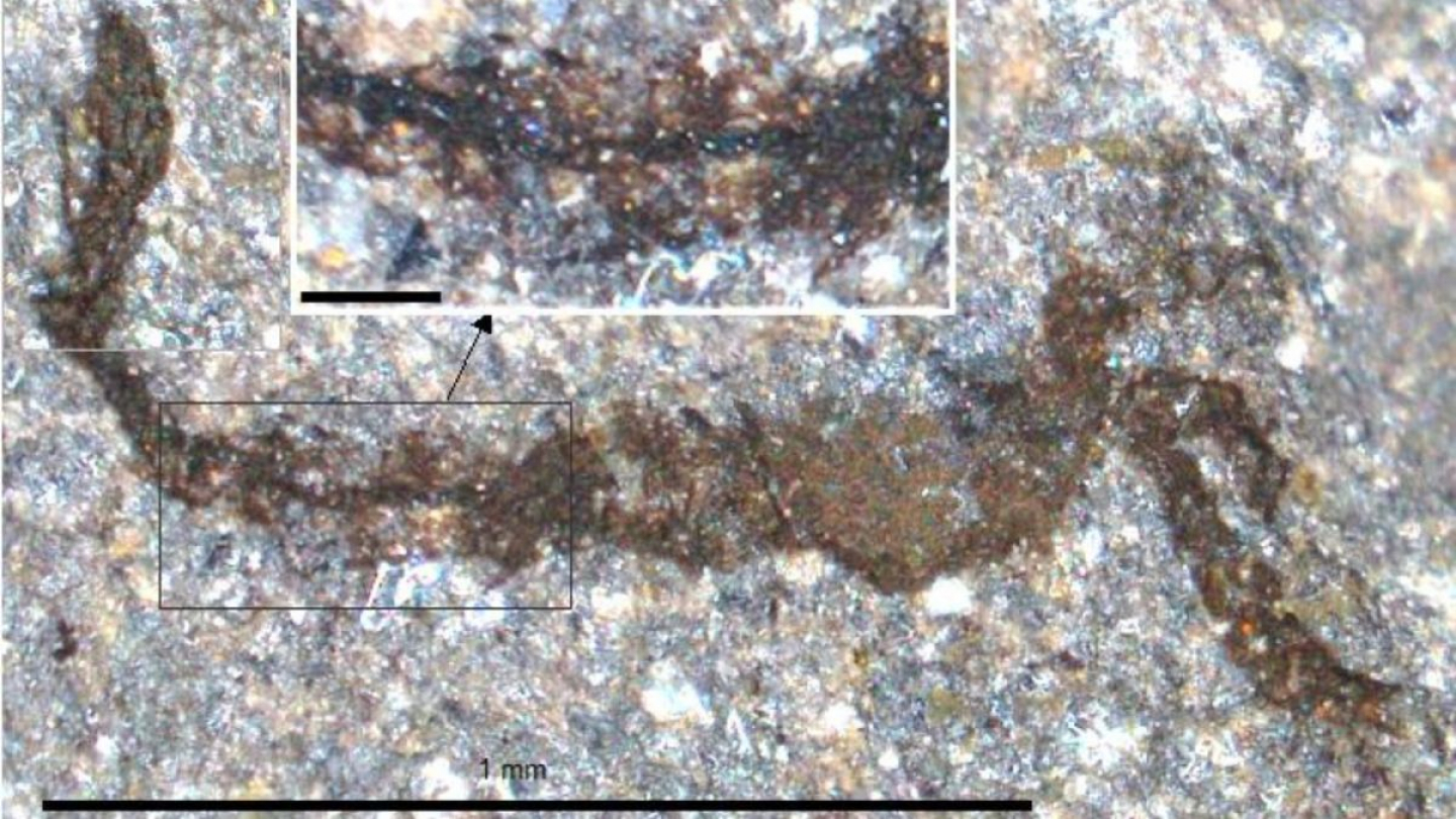 462-Million-Year-Old Fossil Eyes and Brains Uncovered | RealClearScience