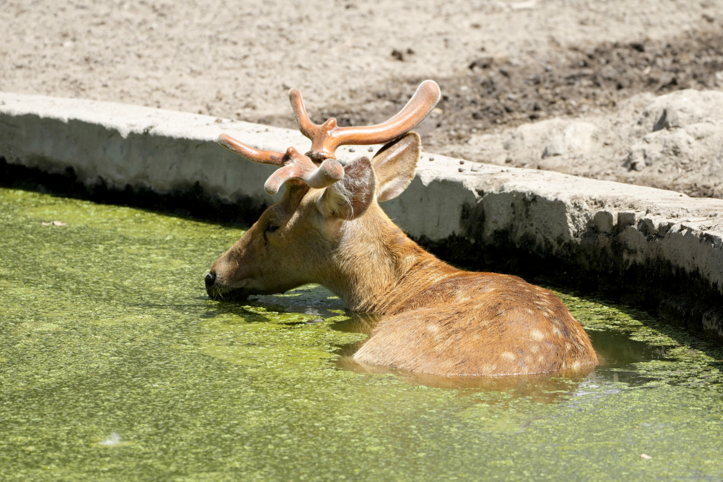 'Statistically Impossible' Heat Extremes Are Here | RealClearScience