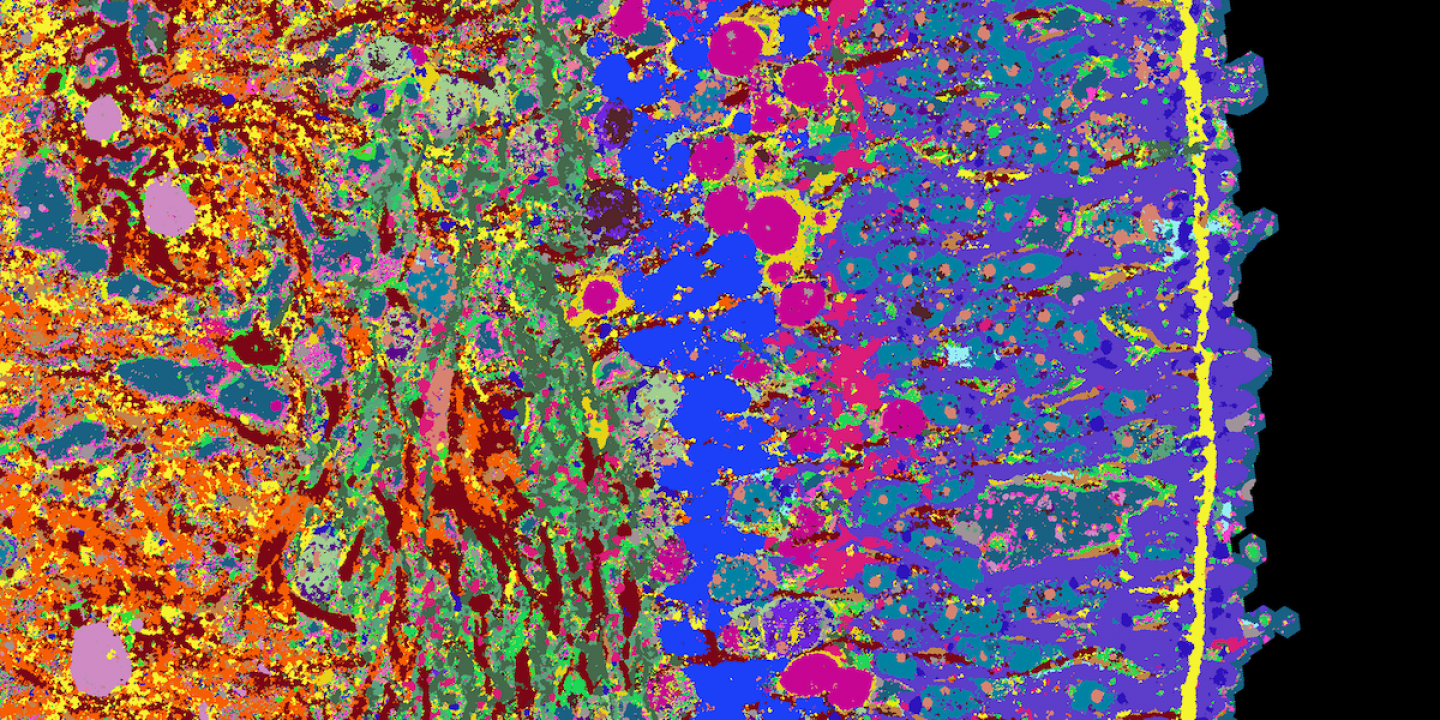 A Detailed Image of the Human Retina | RealClearScience