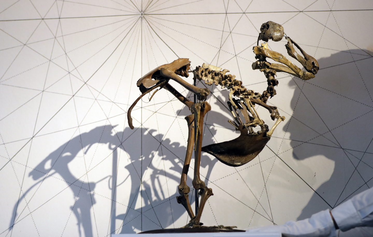Bioengineering Is Key to Fighting Extinction | RealClearScience