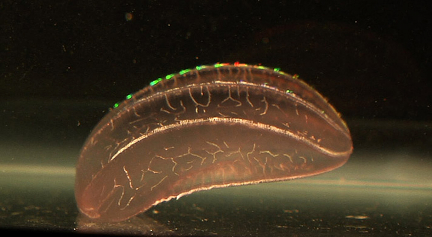 What Did the Earliest Animals Look Like? | RealClearScience