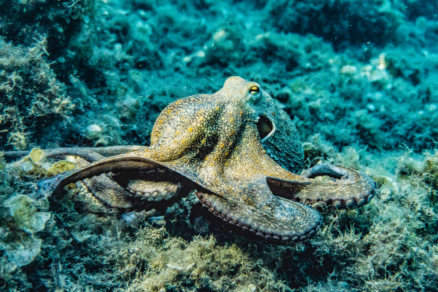 Octopuses Can Use Mirrors to Find Food That's Out of Sight ...