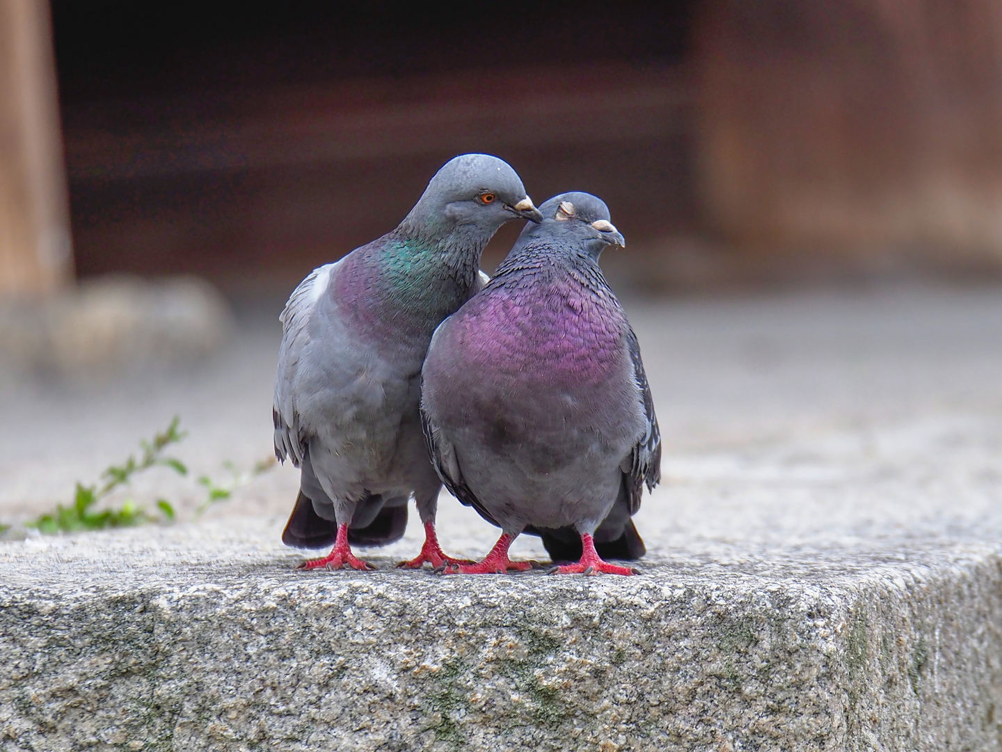 What Do Pigeons Dream About? | RealClearScience