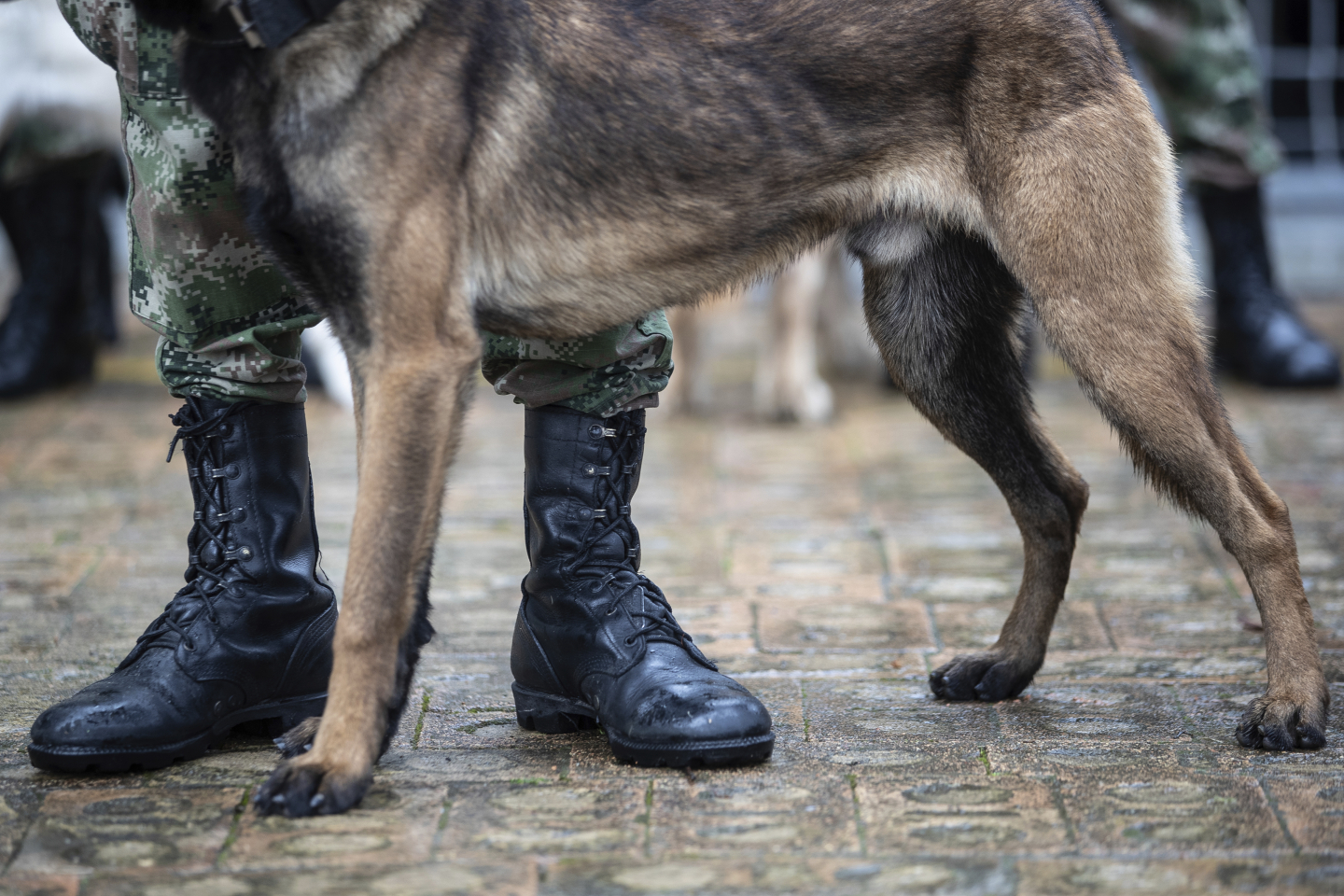 A Dog's Breed Can Affect Pain Sensitivity | RealClearScience