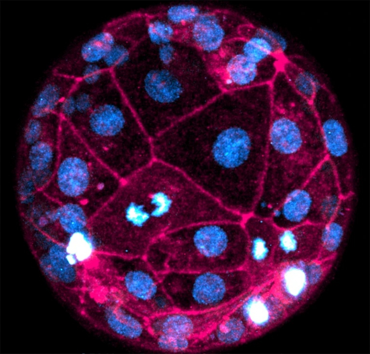 Developing Human Embryos Imaged at Highest-Ever Resolution ...