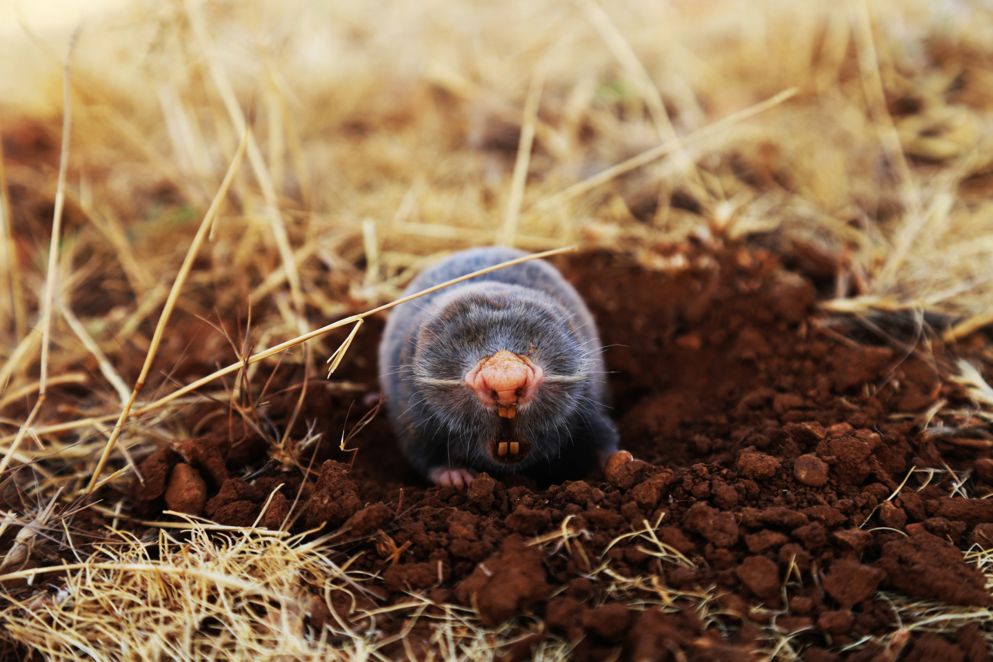 The Amazing Case of the Ferocious Female Moles | RealClearScience
