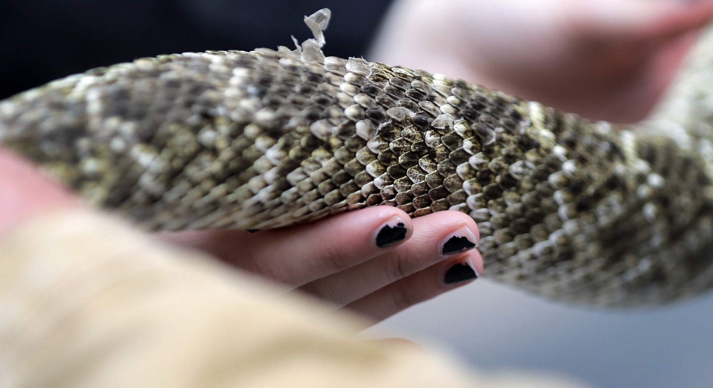 Why Your Chances of Getting Bitten by Snakes Are Rising | RealClearScience