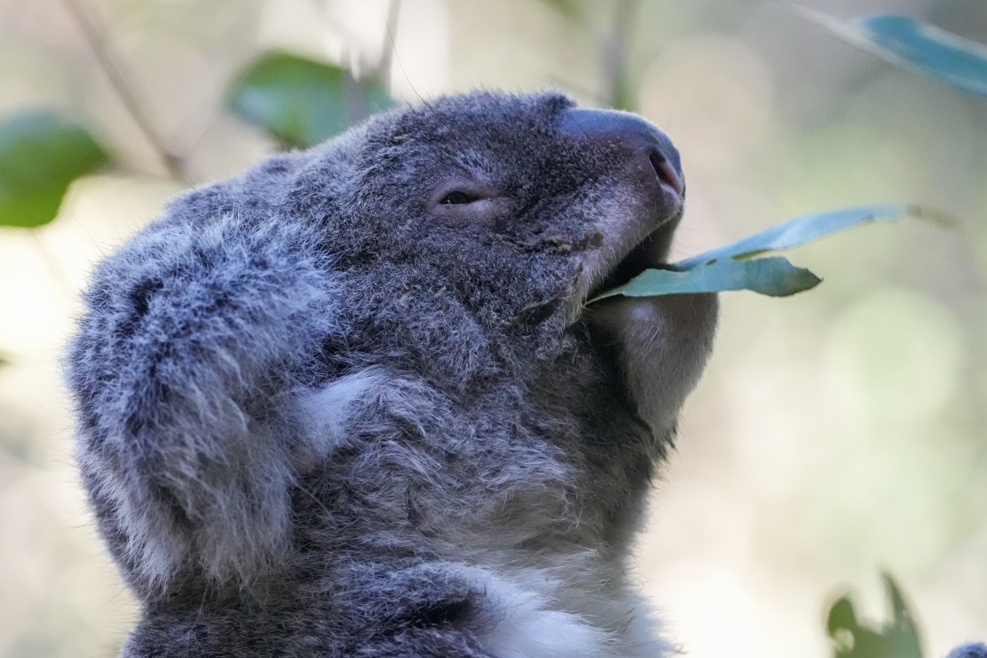 A Surprising Number of Animals Eat Poop | RealClearScience