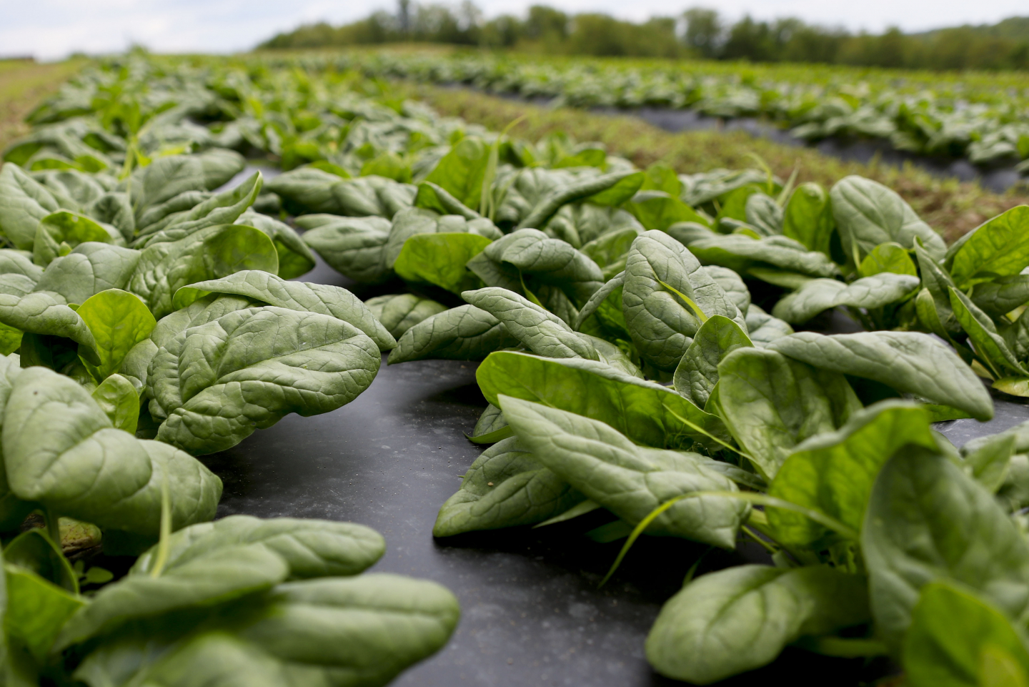 The Vegetables That Help You Poop: A Scientific Guide | RealClearScience
