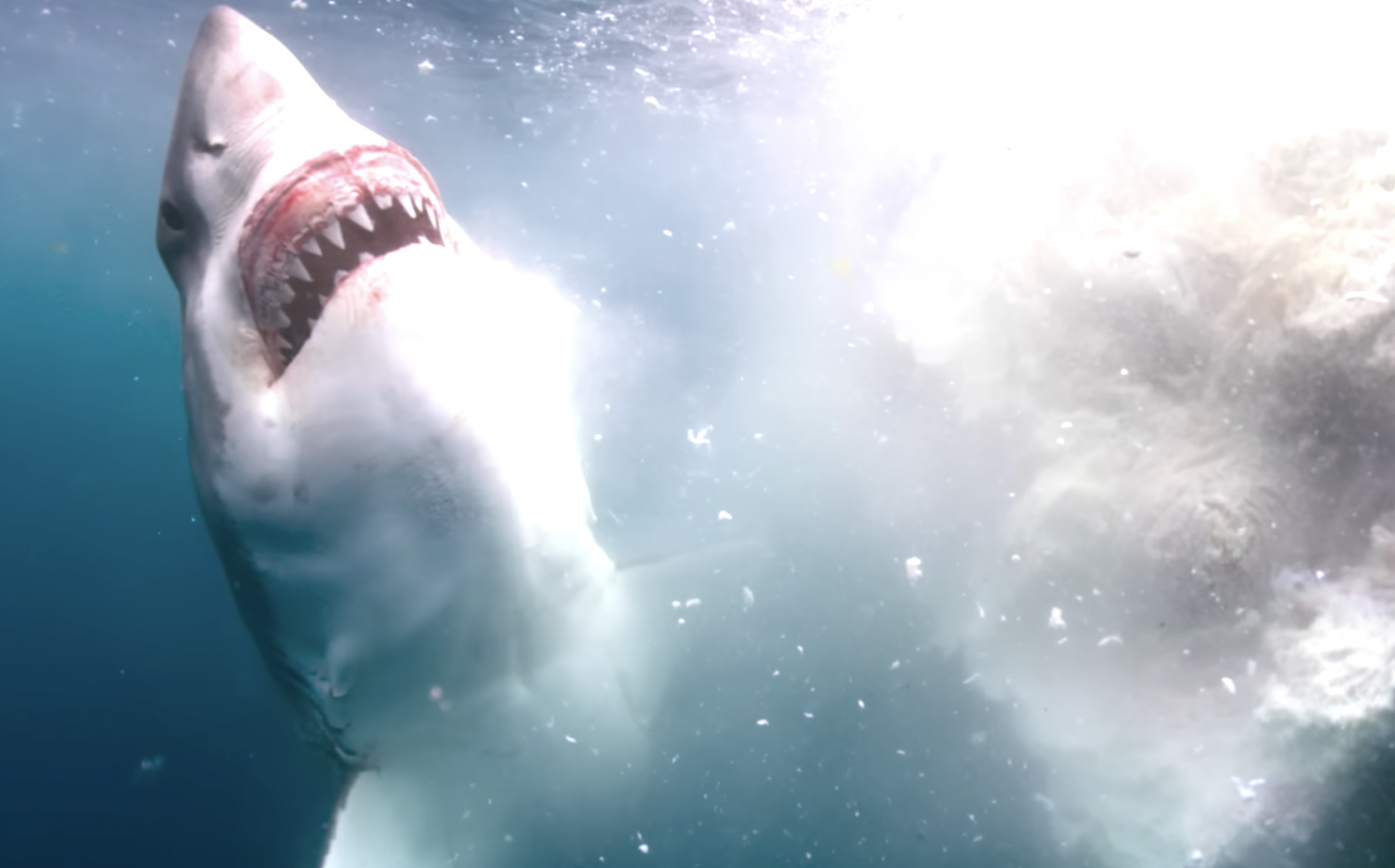 Can You Make a Great Shark Attack Movie in 2025? | RealClearBooks