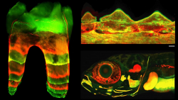 Glowing Dye Lets Us See Inside Growing Bones and Teeth | RealClearScience