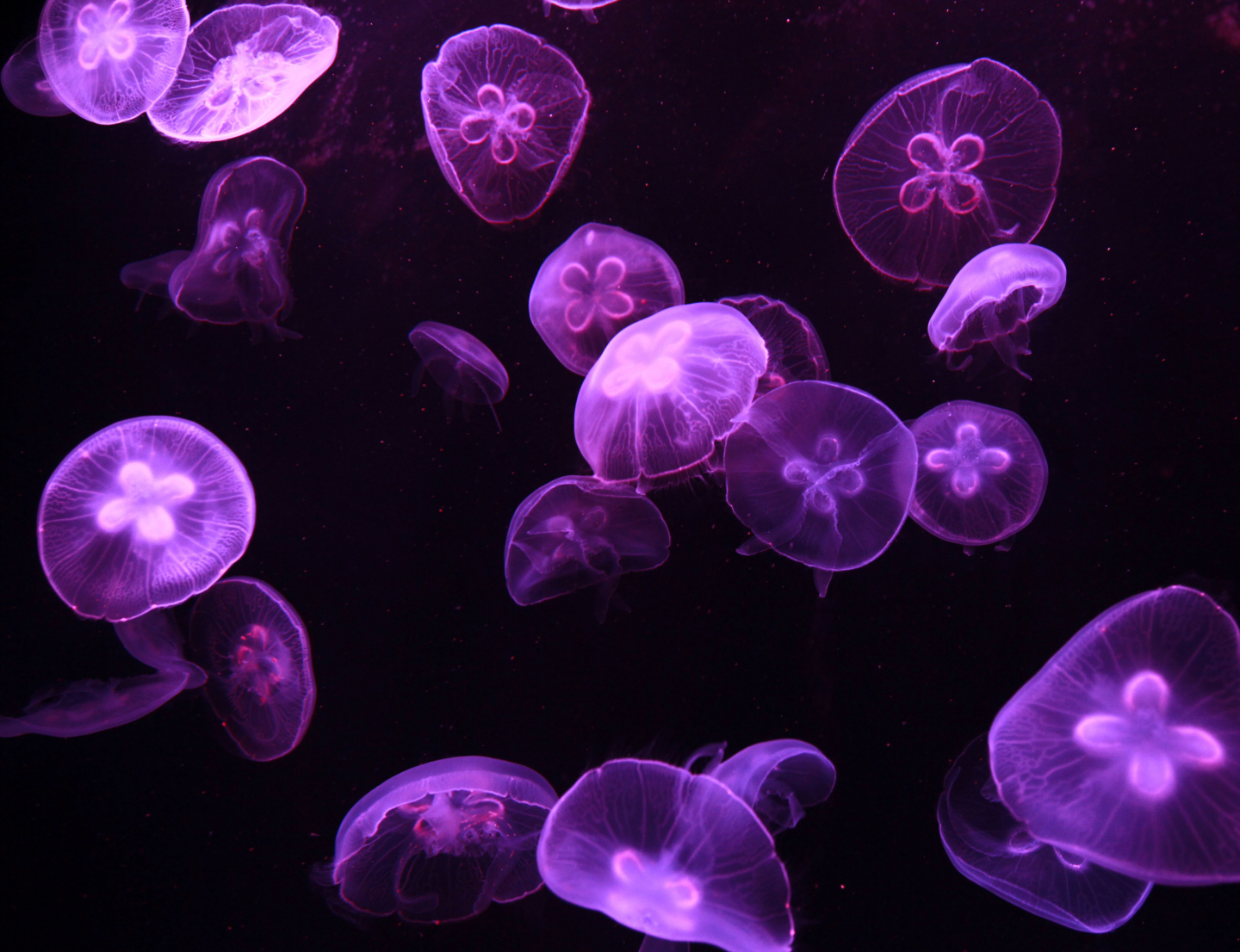 Can Scientists Make Humans Heal Like Jellyfish? | RealClearScience