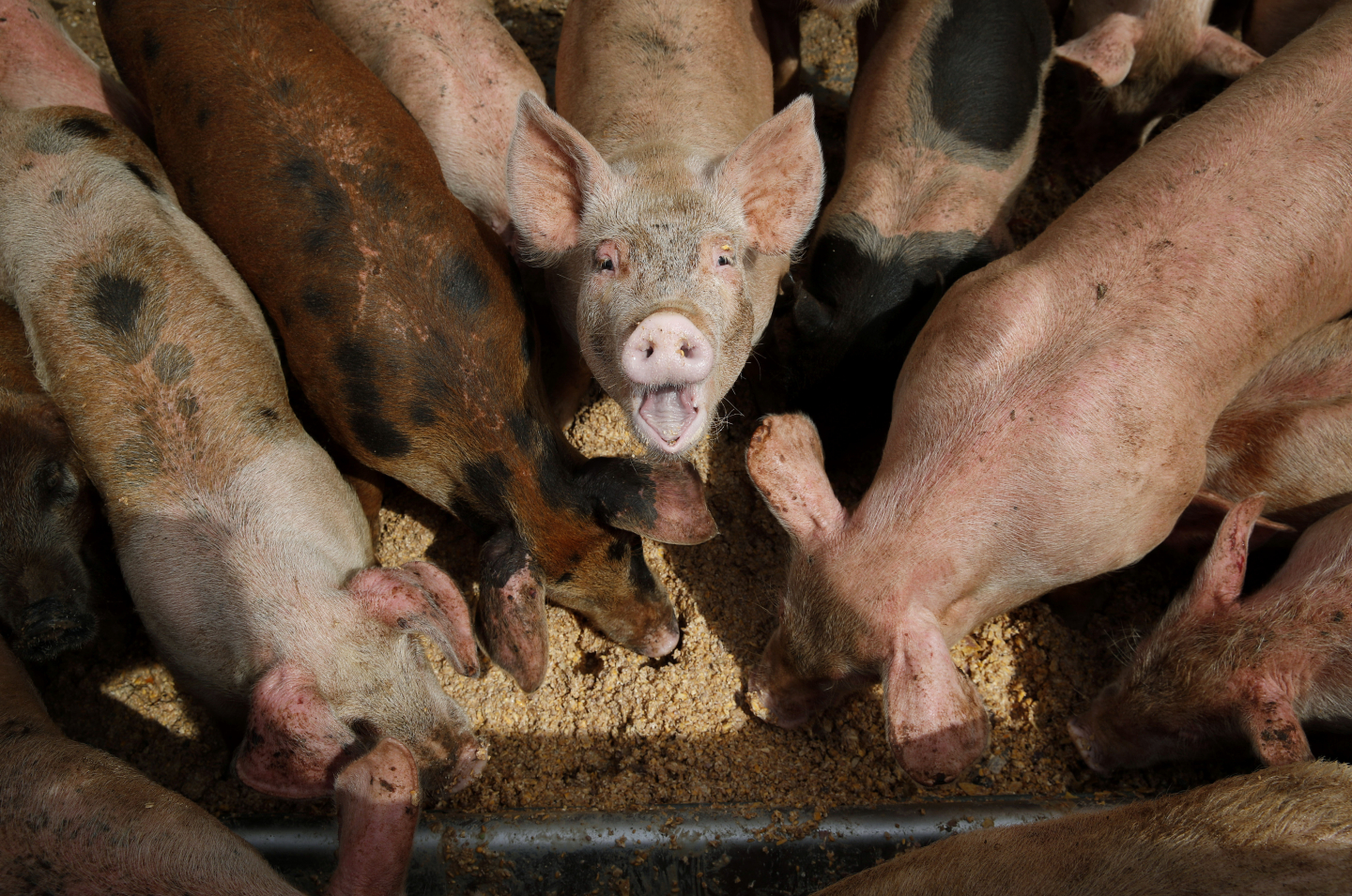 What the Meat Industry Doesn’t Want You to Know | RealClearMarkets