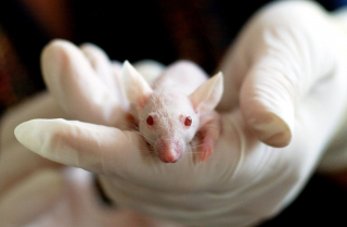 Fear Memories Form Differently in Male and Female Mouse Brains ...