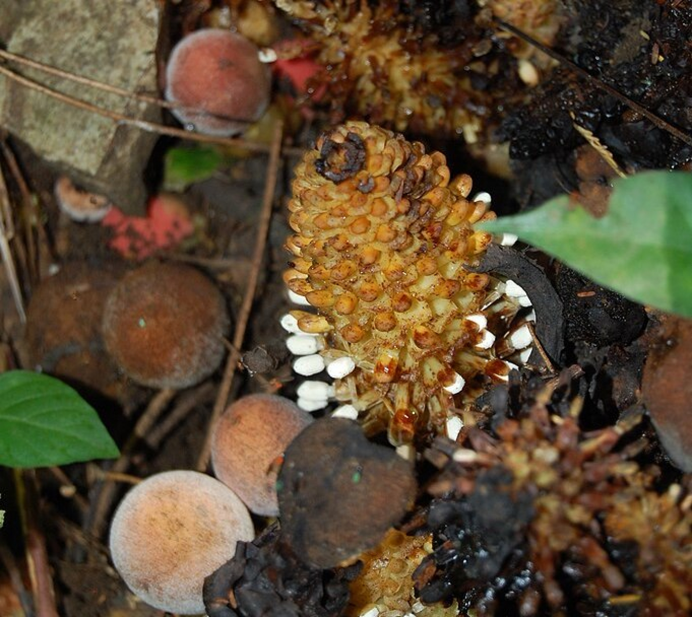 Parasitic Plant Forces Victims to Make It Dinner | RealClearScience