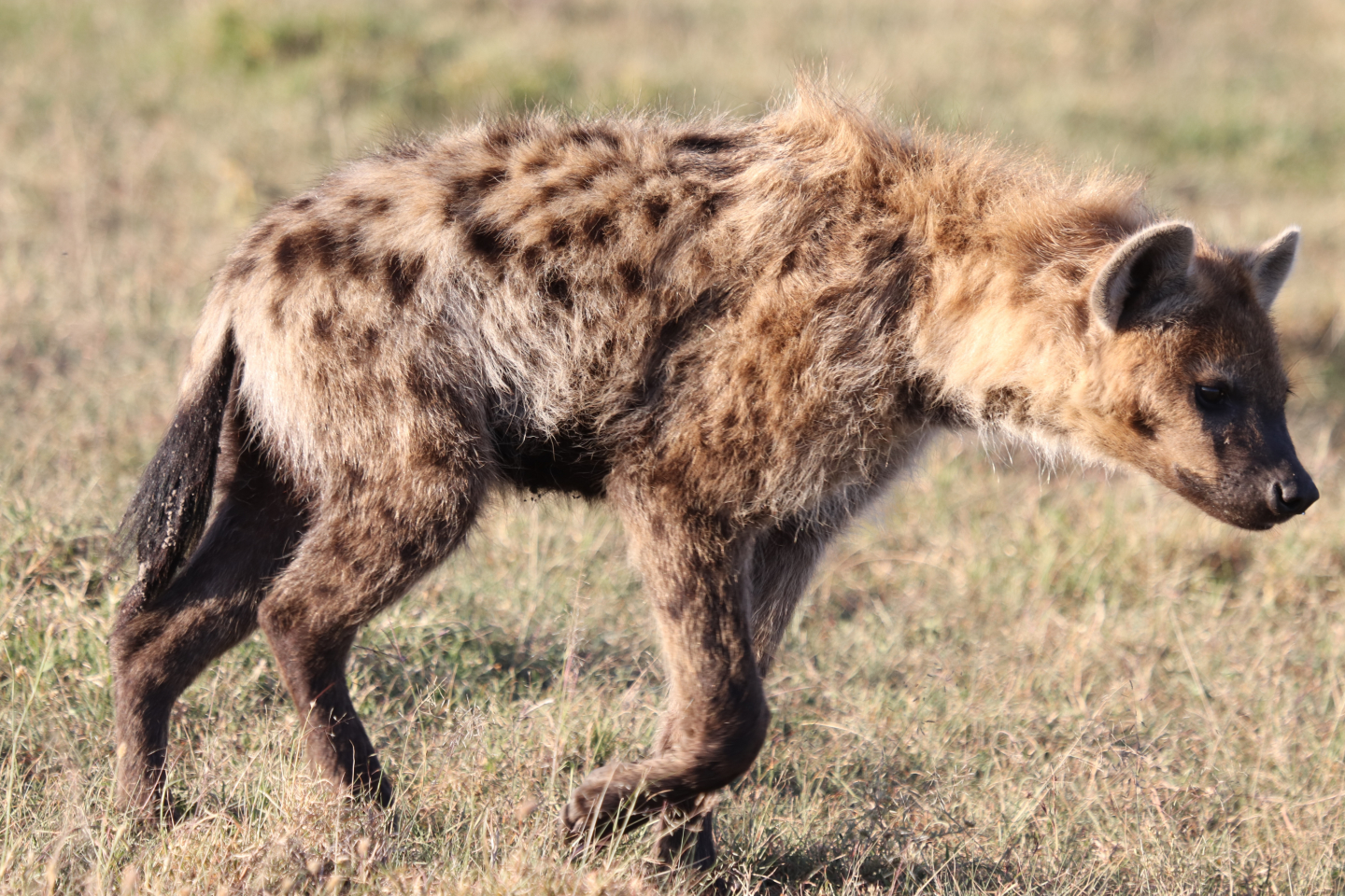Ancient Humans and Hyenas in a Battle of the Scavengers | RealClearScience