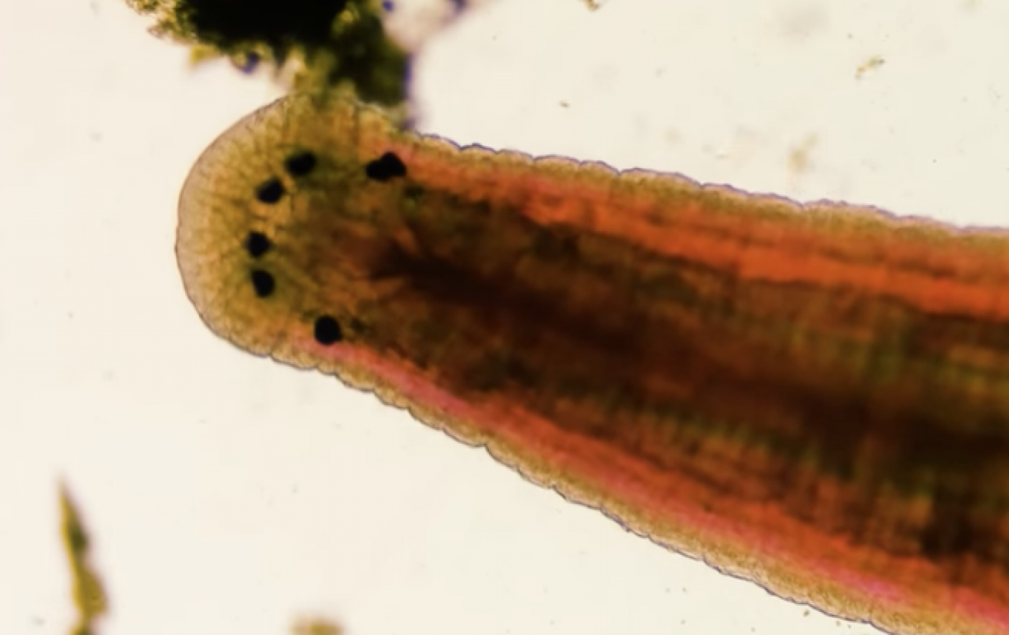 Leeches: Blood-Sucking Escape Artists | RealClearScience